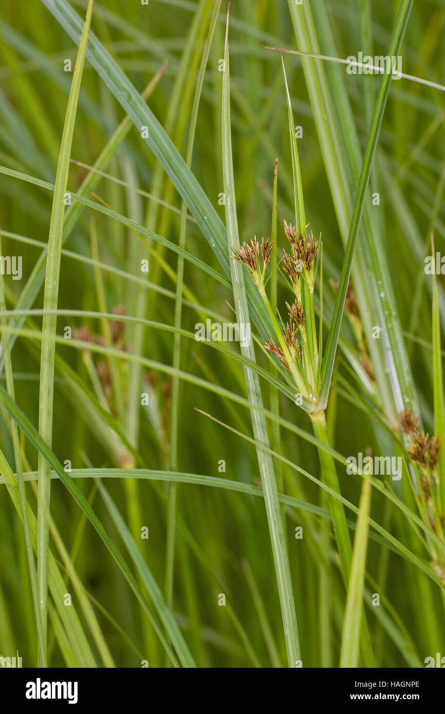 Cyperus longus hi-res stock photography and images - Alamy