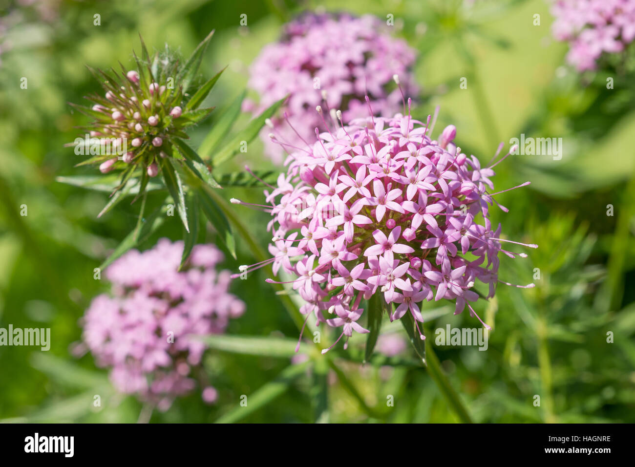 Flower Phuopsis stylosa Stock Photo - Alamy