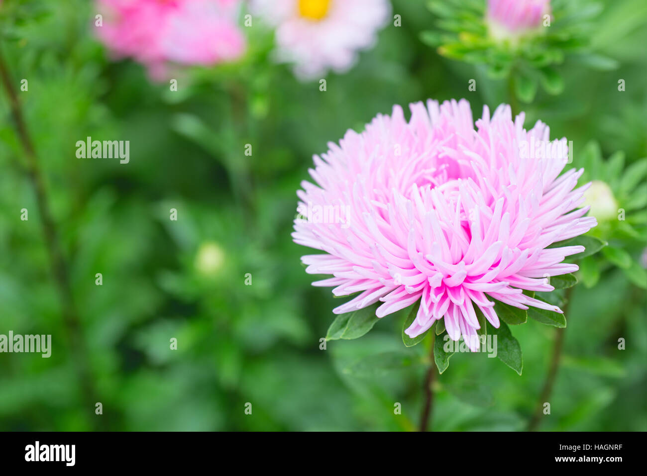 Flower pink aster Stock Photo - Alamy