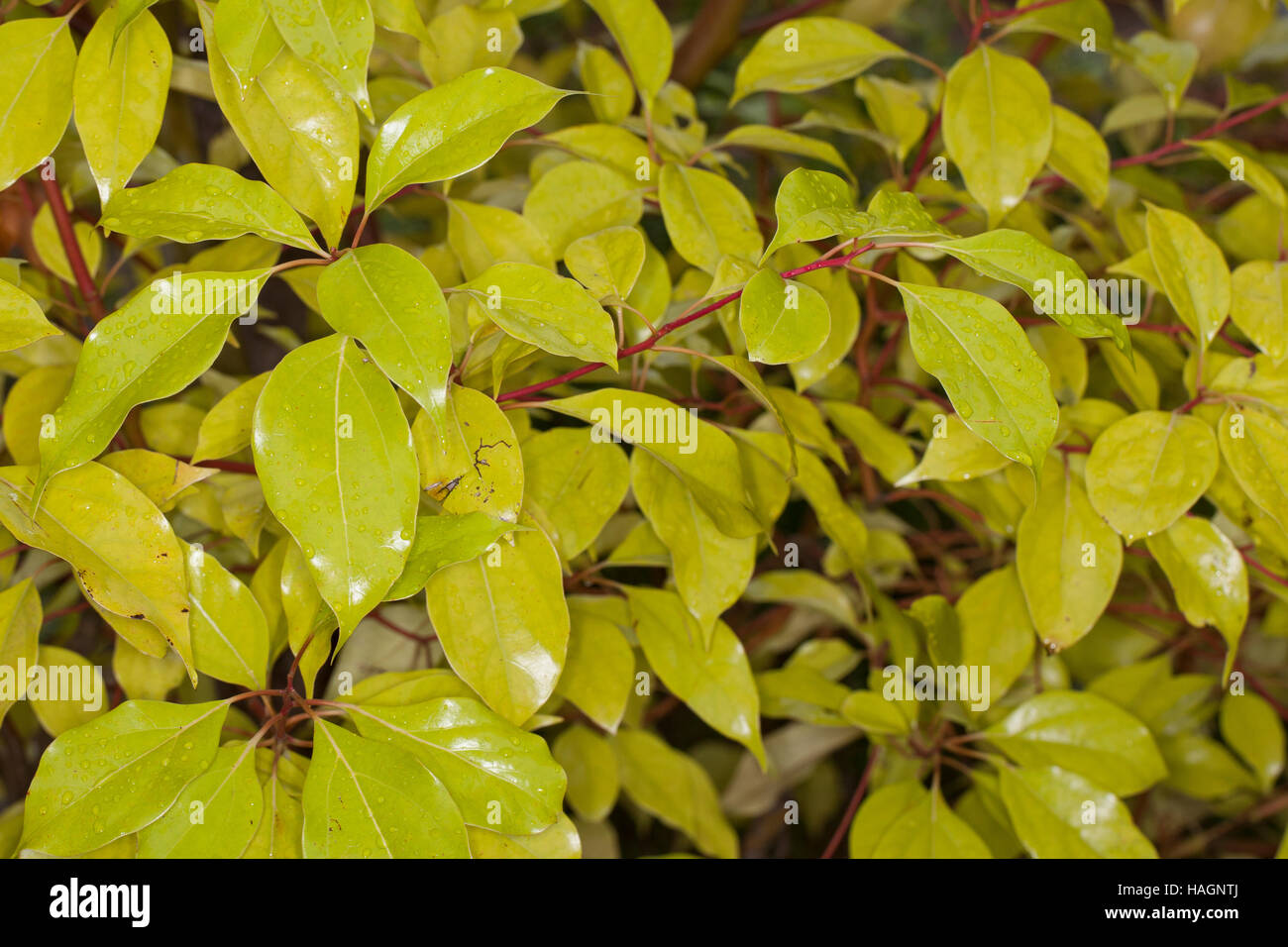 Camphor plant hi-res stock photography and images - Alamy