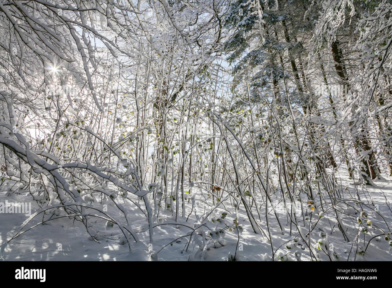 Sycamore trees in winter hi-res stock photography and images - Alamy