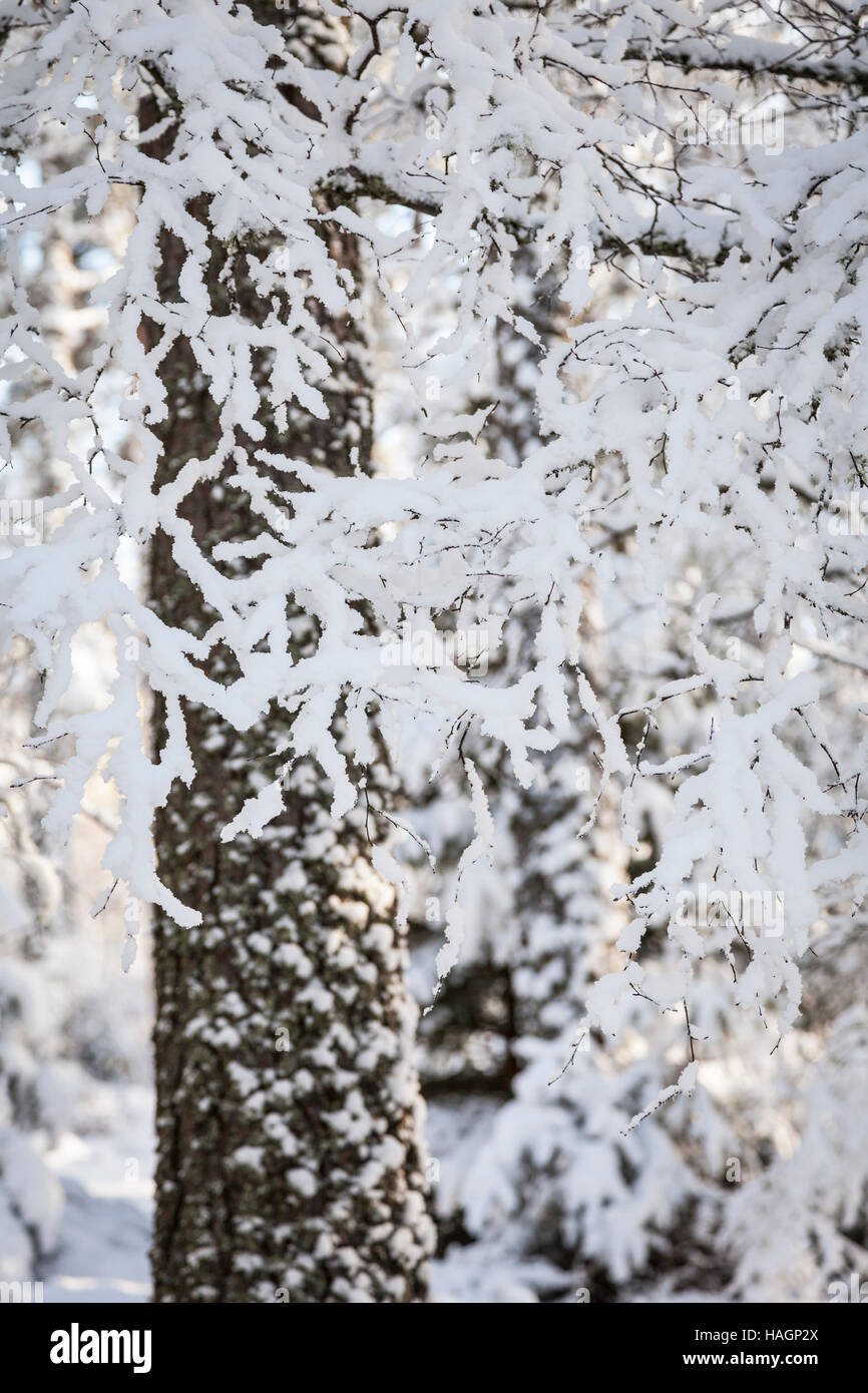 Snow laden branches in Scottish Forest Stock Photo - Alamy