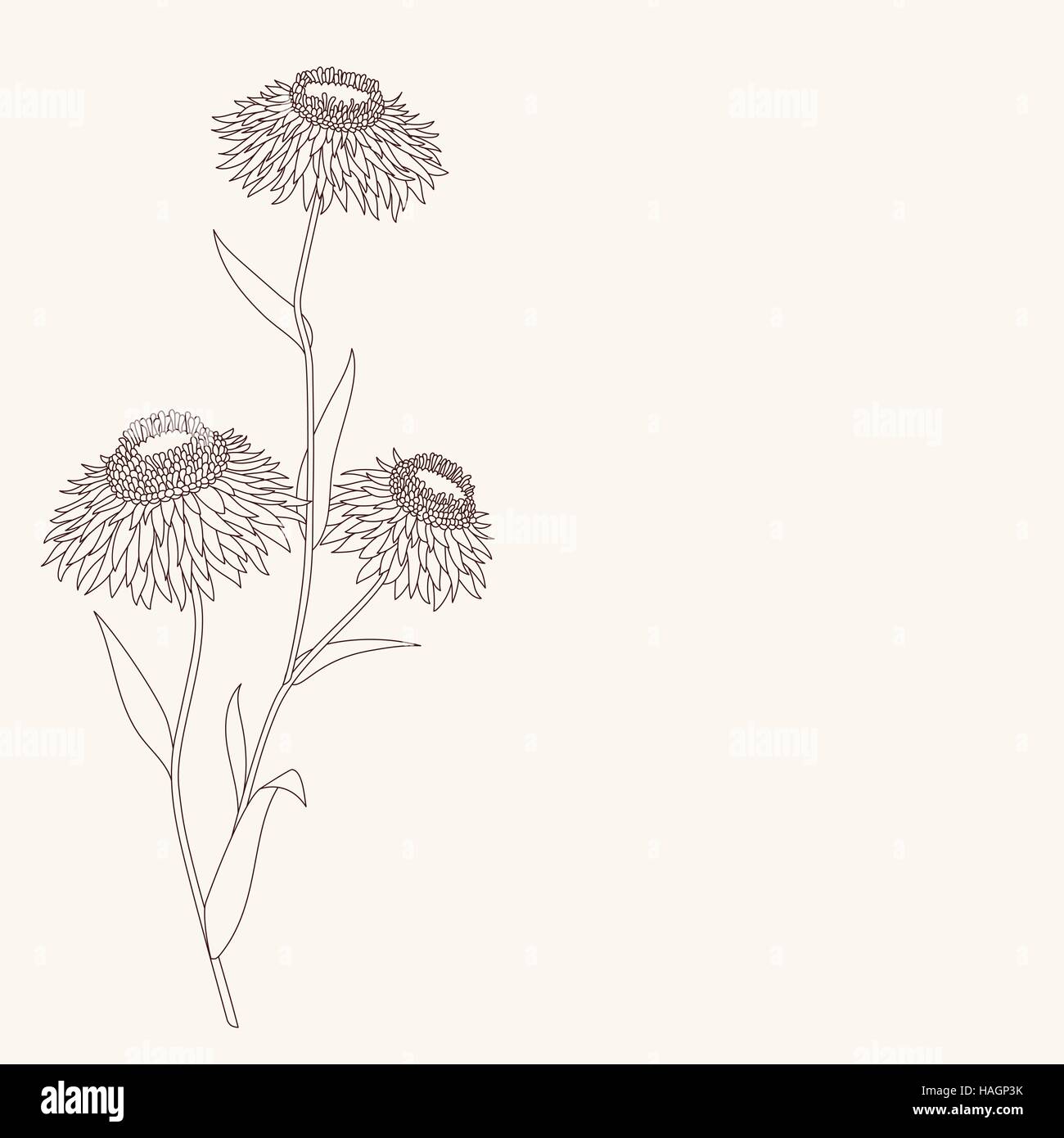 Linear flower drawing detailed vector illustration Stock Vector Image ...