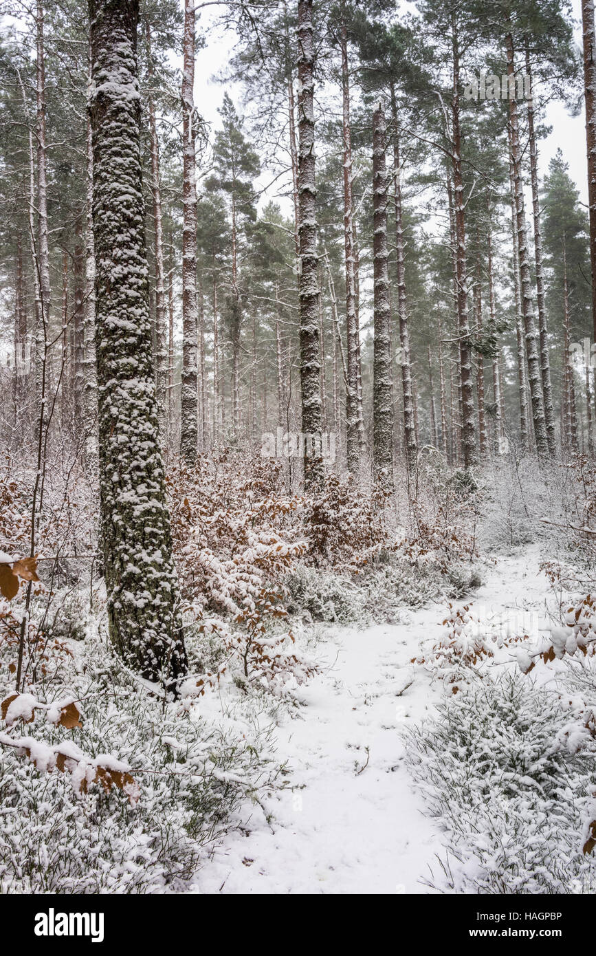 Snow on Pine at Torbreck Forest in Scotland Stock Photo - Alamy