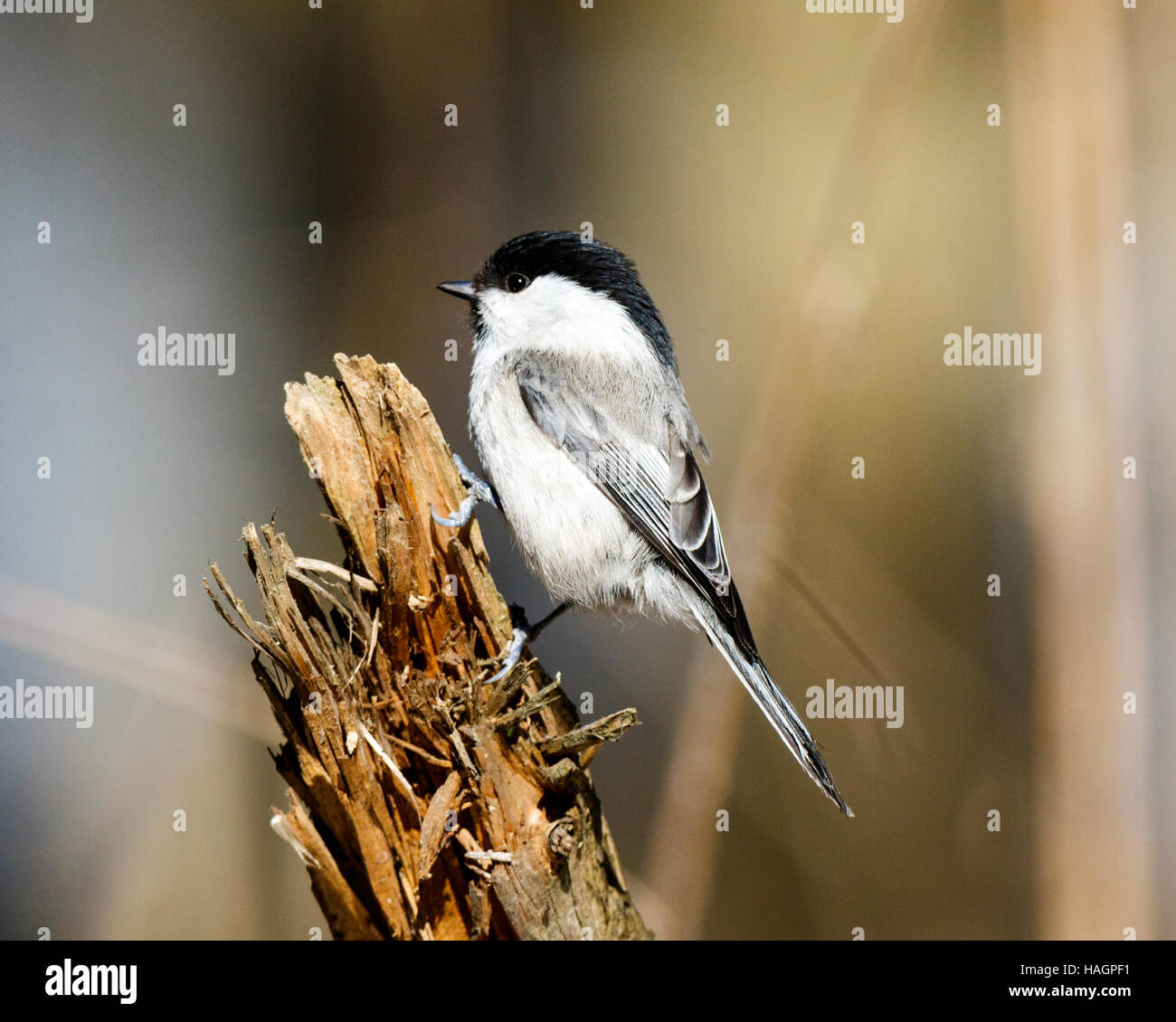 Willow Tit (Parus montanus, Parus atricapillus). Moscow region Stock ...