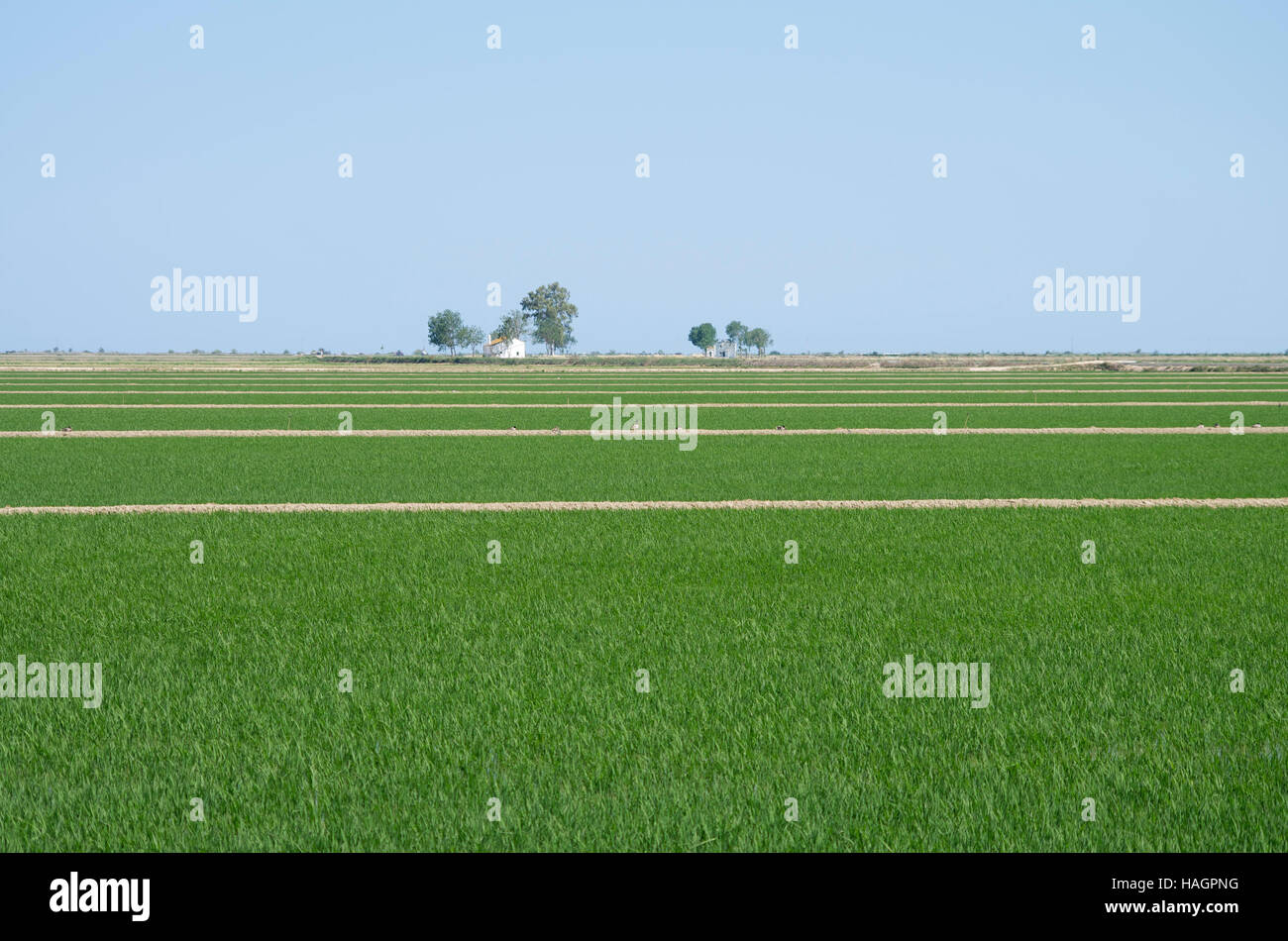 Rice fields ebro delta tarragona hi-res stock photography and images ...