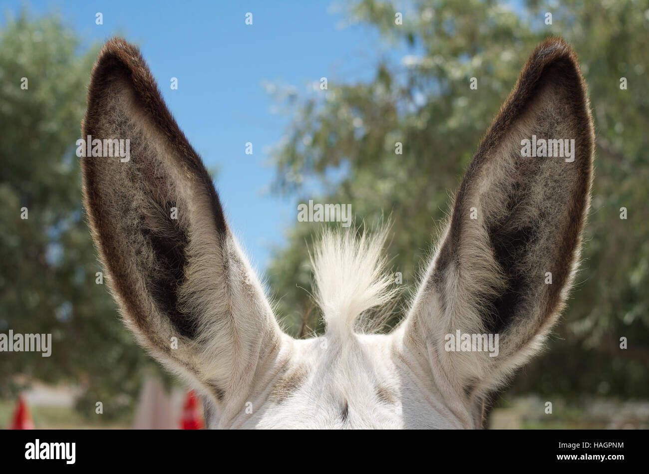 A pair of mule's ears Stock Photo - Alamy