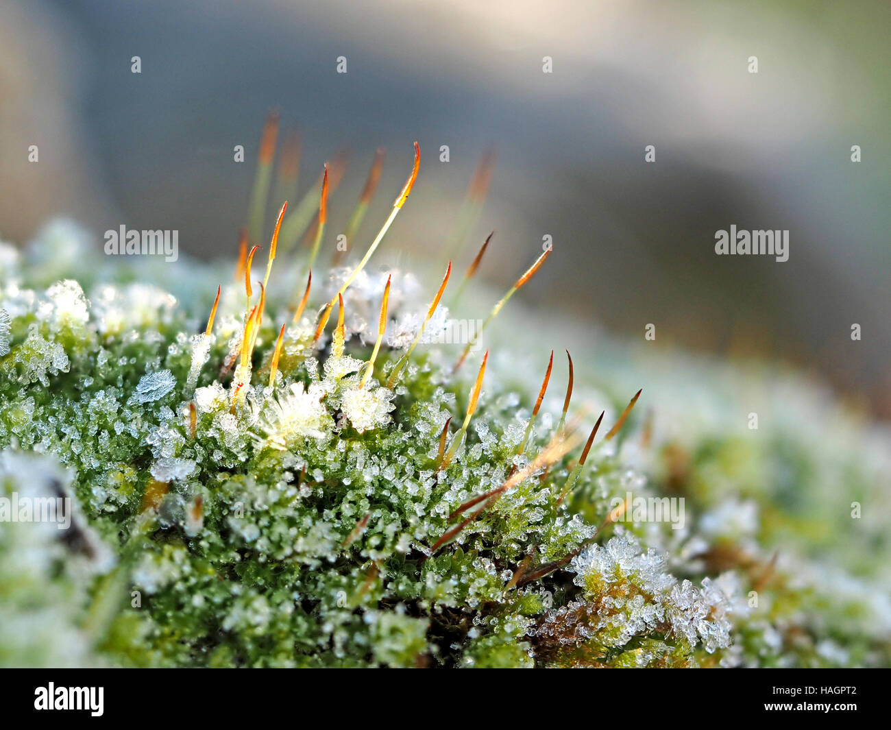 Close up frost sparkling on hi-res stock photography and images - Alamy