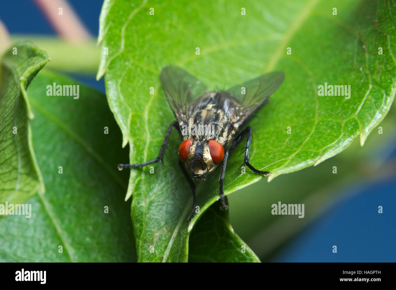 Common house fly (Musca domestica Stock Photo - Alamy