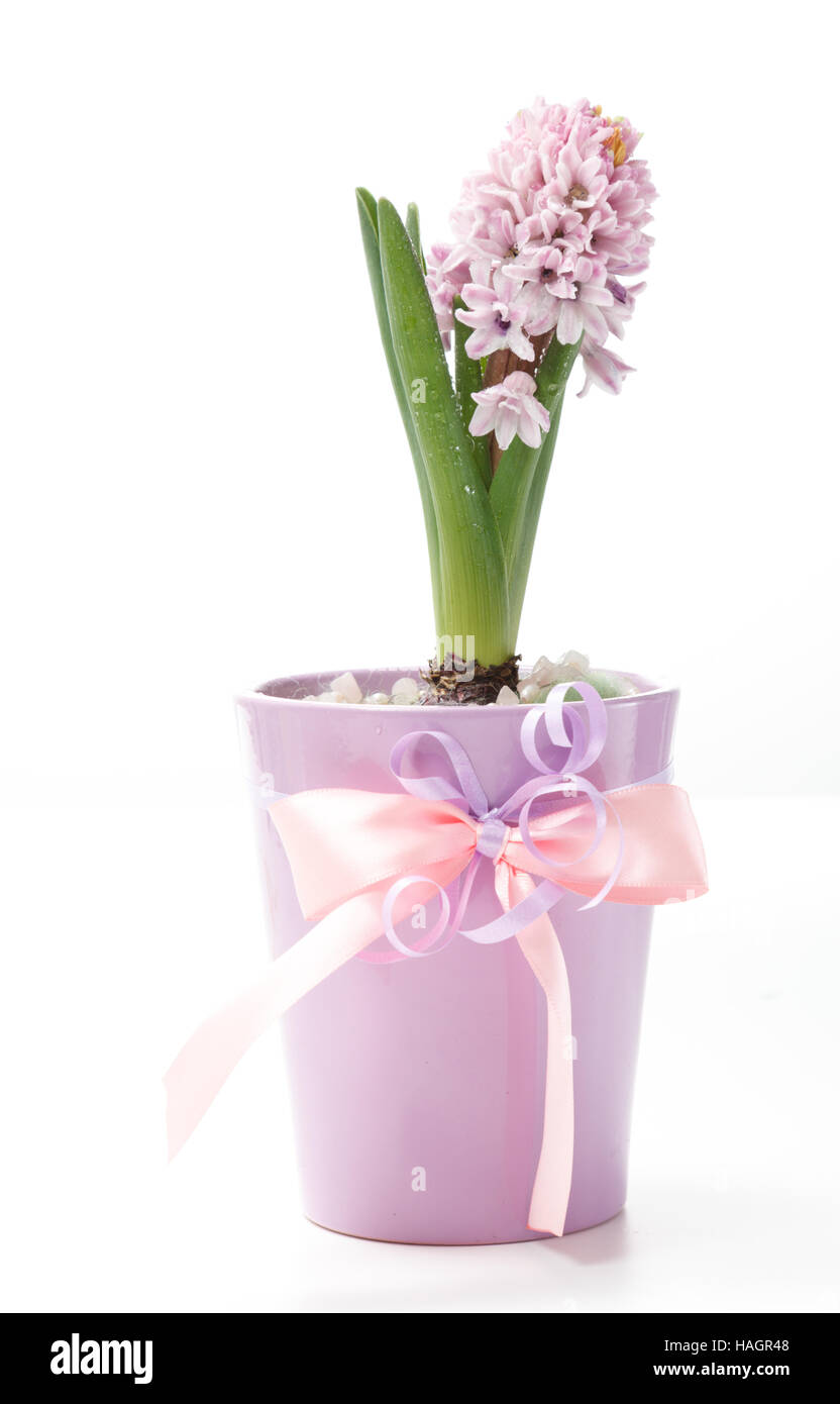 Flower pot collage hi-res stock photography and images - Alamy