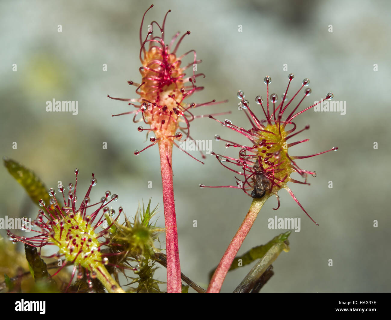 Sundew Plant Eating
