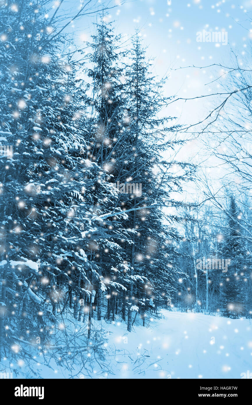 Enchanted blue forest background or card Stock Photo - Alamy