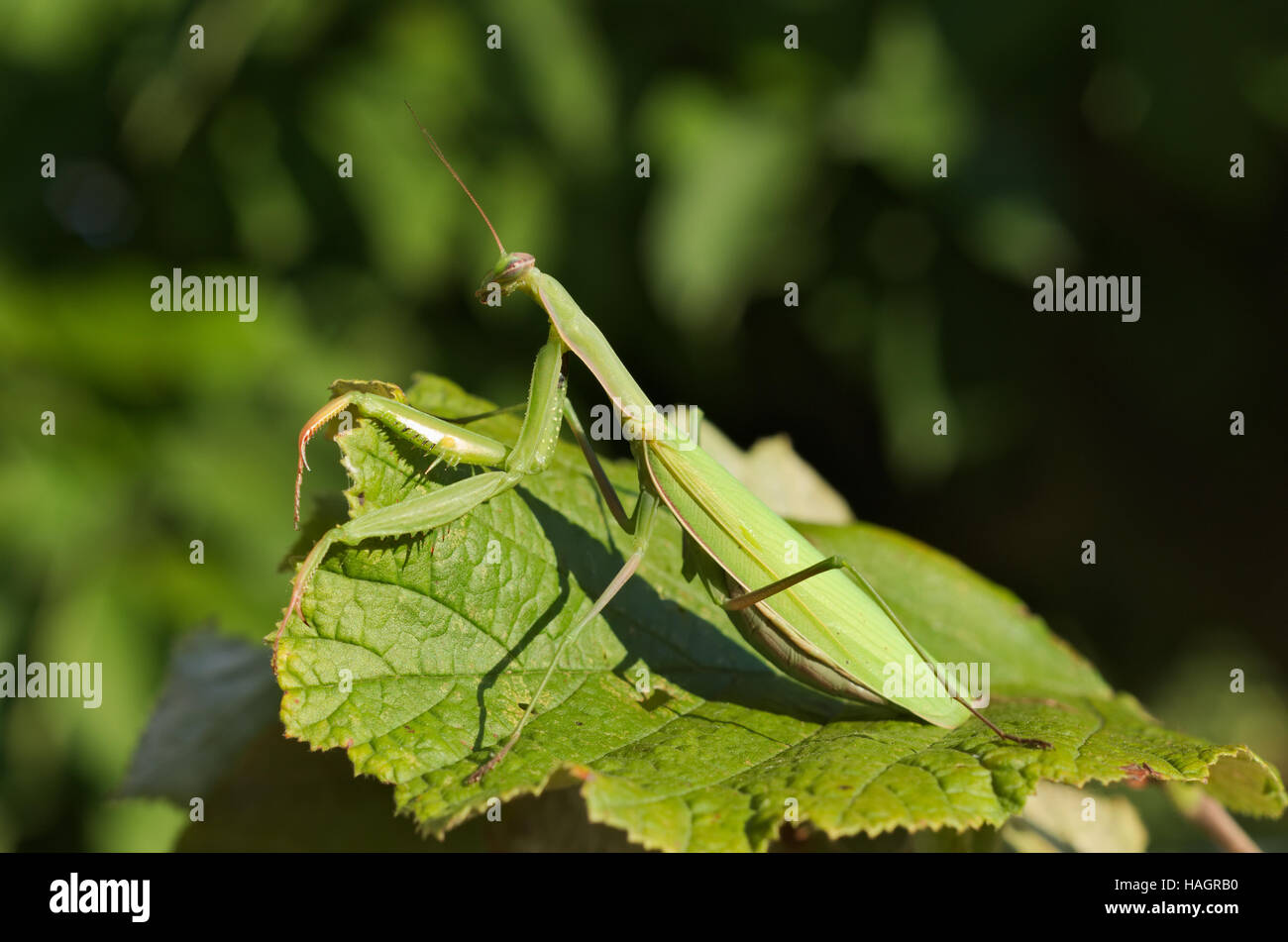 European or praying mantis (Mantis religiosa) hunting in an Italian ...