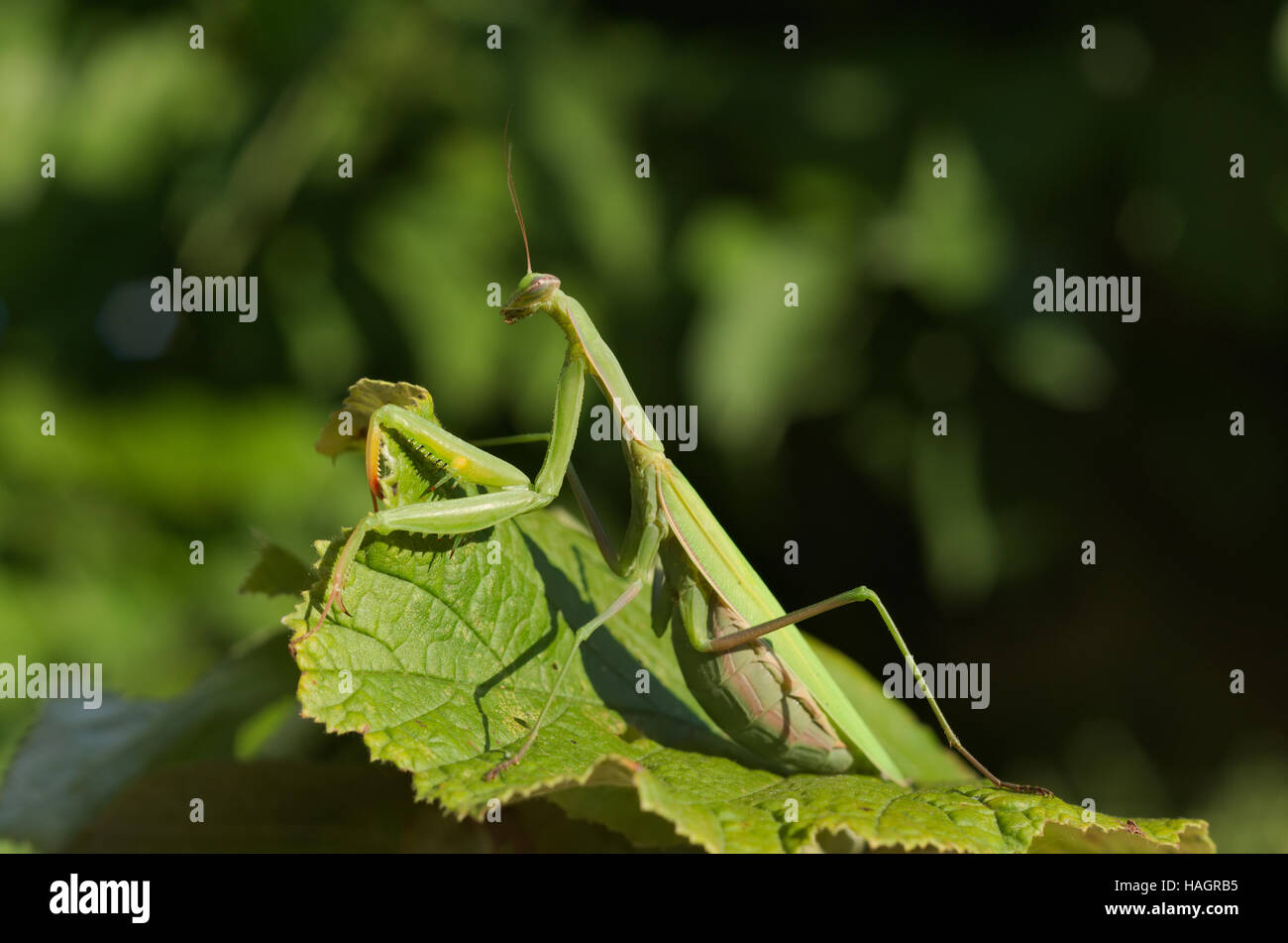 European or praying mantis (Mantis religiosa) hunting in an Italian ...