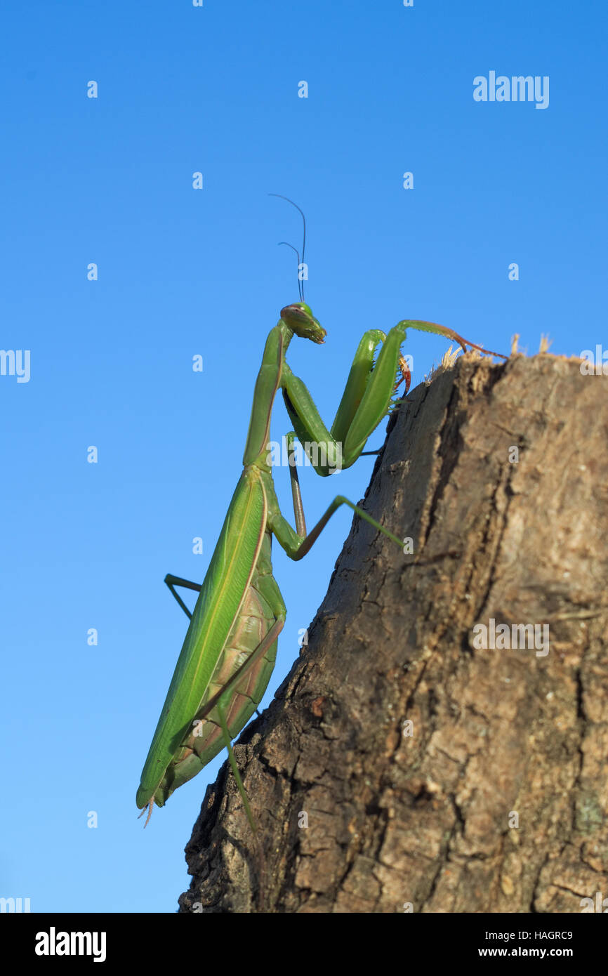 European or praying mantis (Mantis religiosa) hunting in an Italian ...