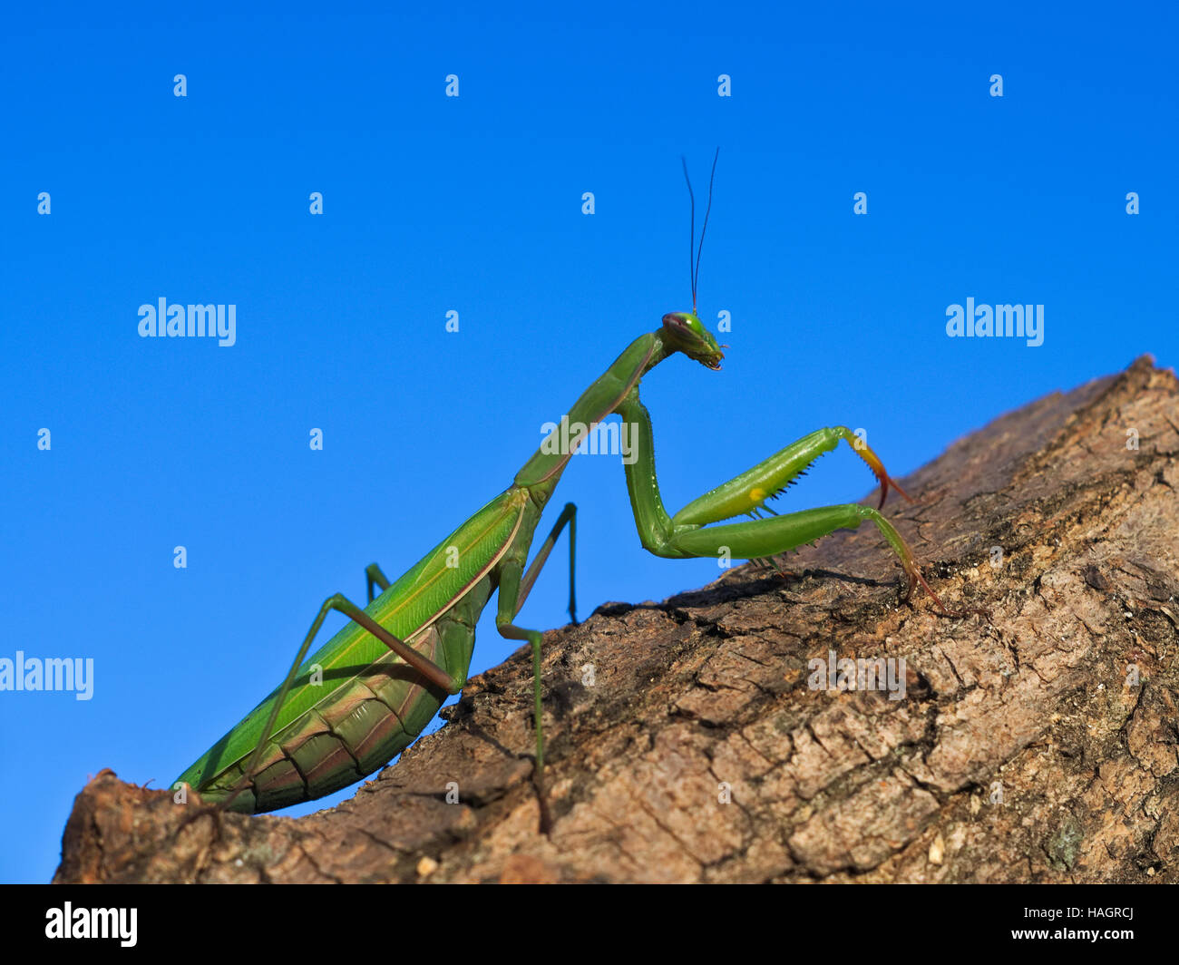 European or praying mantis (Mantis religiosa) hunting in an Italian ...