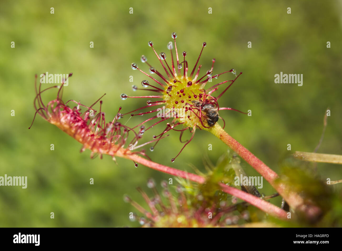 Round-leaved sundew (Drosera rotundifolia), carnivorous plant feeding ...