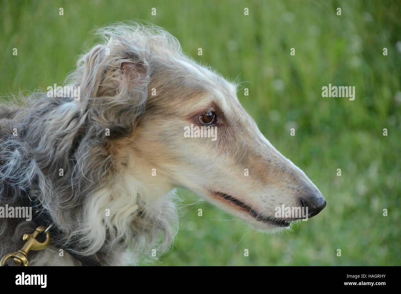 Face of an old Borzoi dog in side view, featuring this breed's long ...