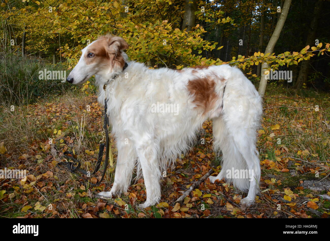 White-golden borzoi stands for a portrait in the autumn forest Stock ...