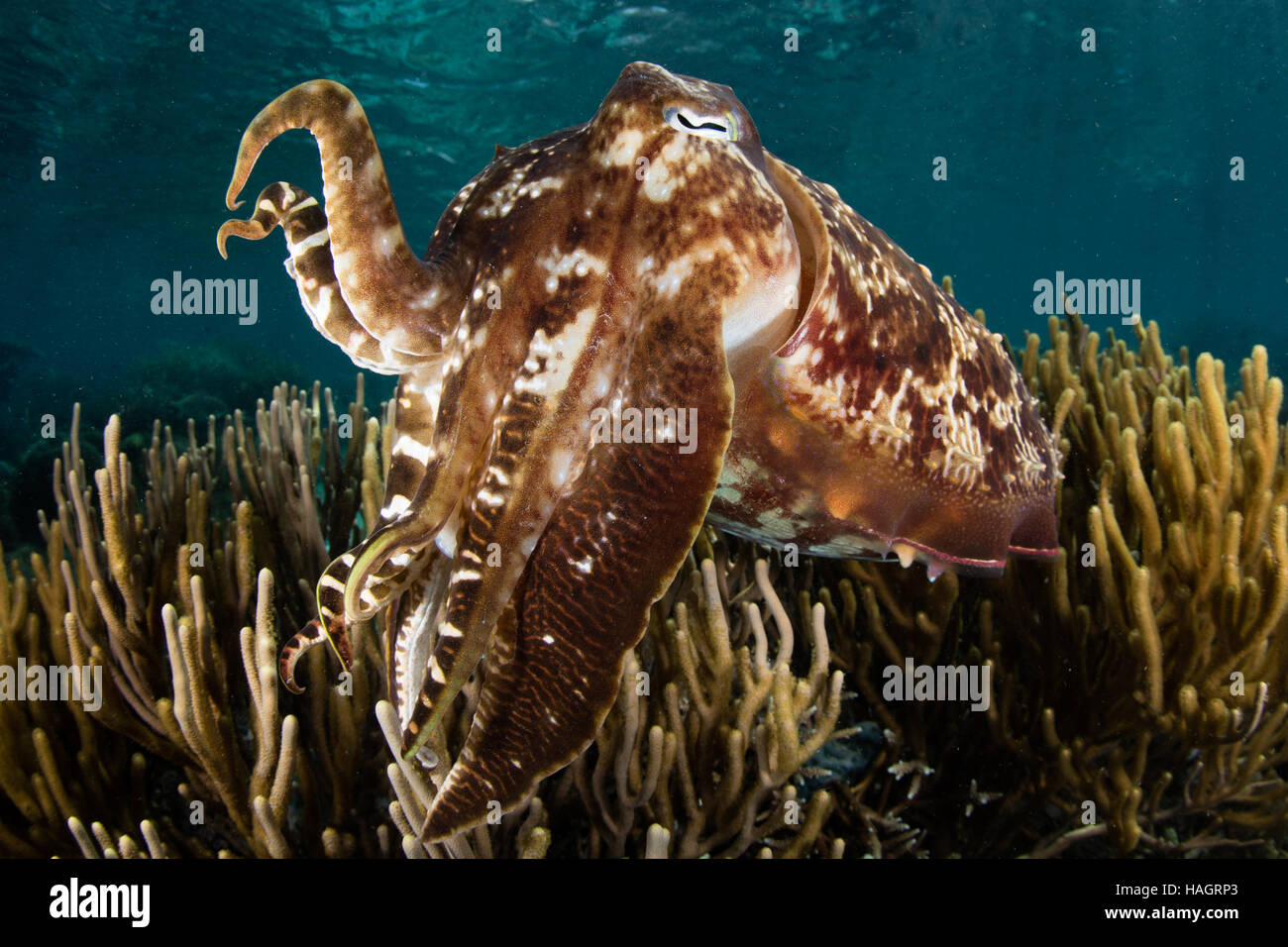 Cuttlefish Species High Resolution Stock Photography and Images - Alamy
