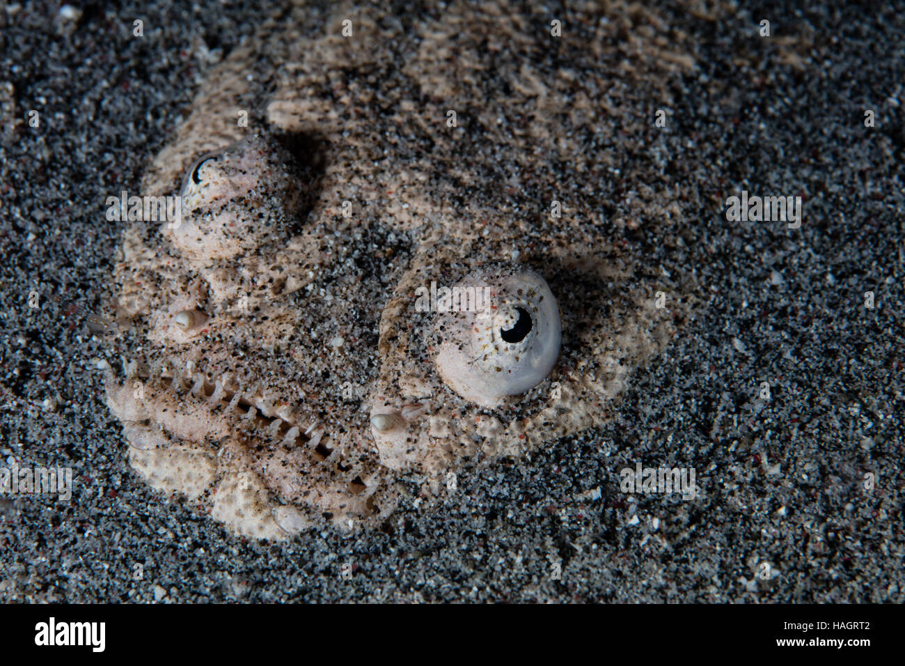 A predatory Whitemargin stargazer camouflages itself in sand, waiting ...