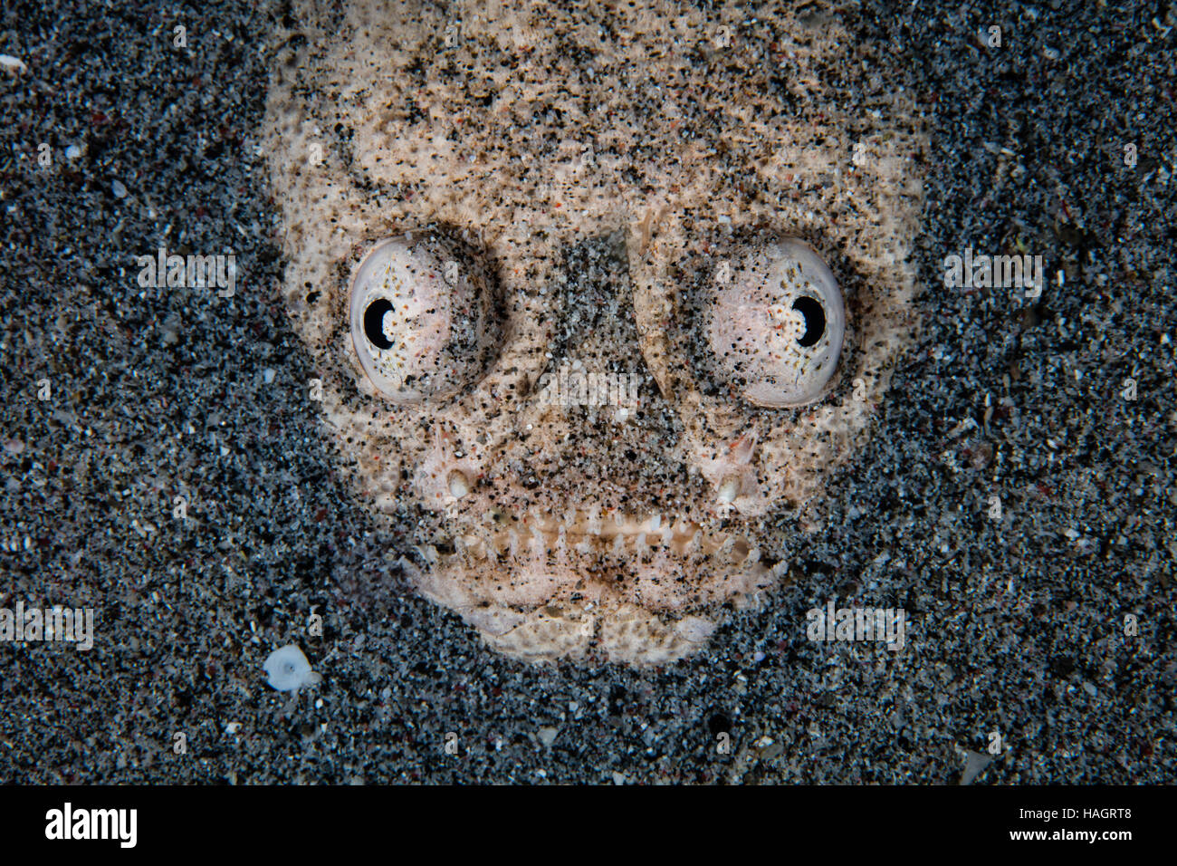 A predatory Whitemargin stargazer camouflages itself in sand, waiting ...