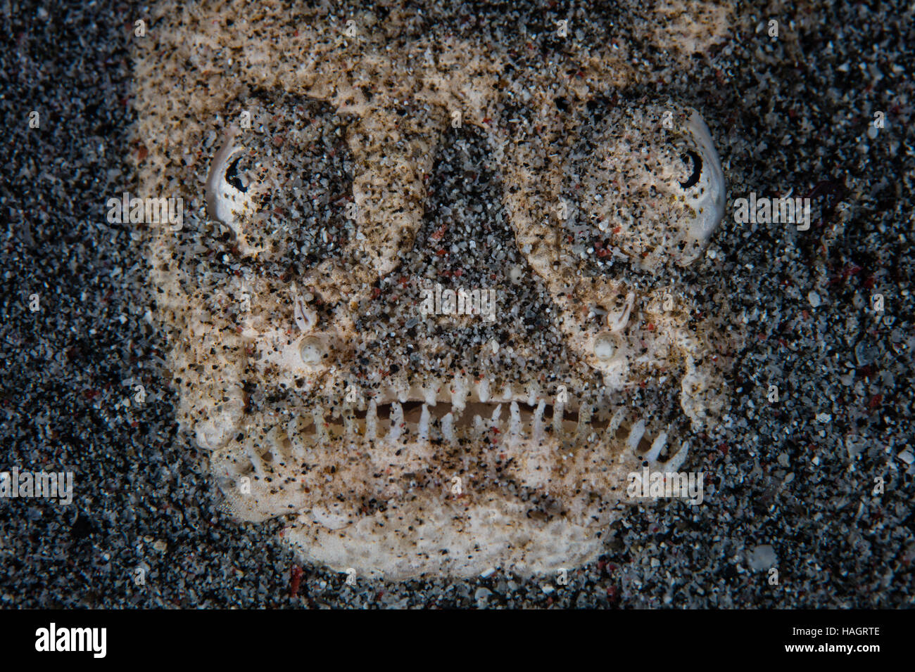 A predatory Whitemargin stargazer camouflages itself in sand, waiting ...