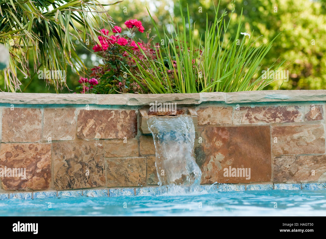 Beautiful swimming pool with flagstone waterfall and pink roses in a ...