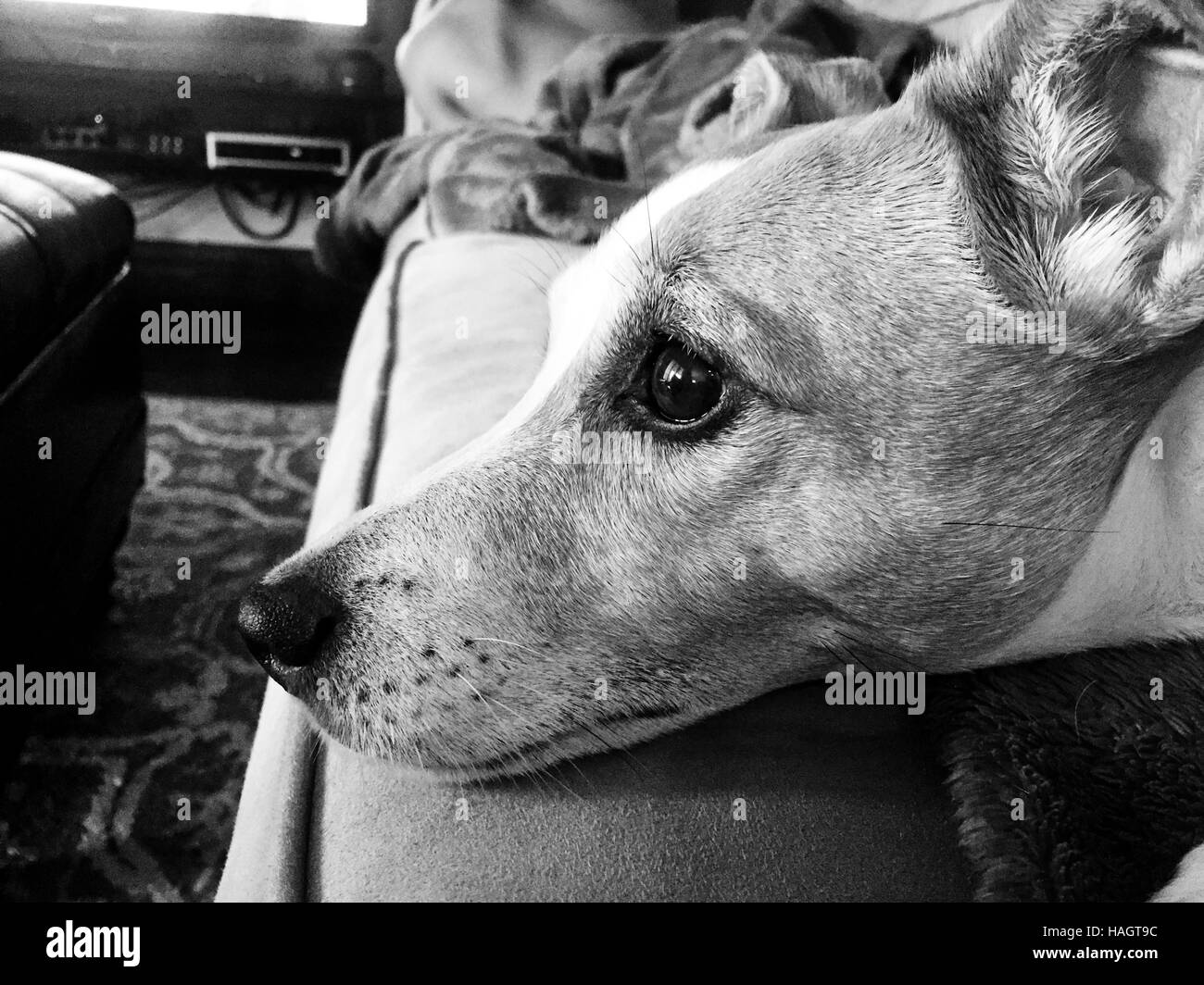 Brown coach Black and White Stock Photos & Images - Alamy