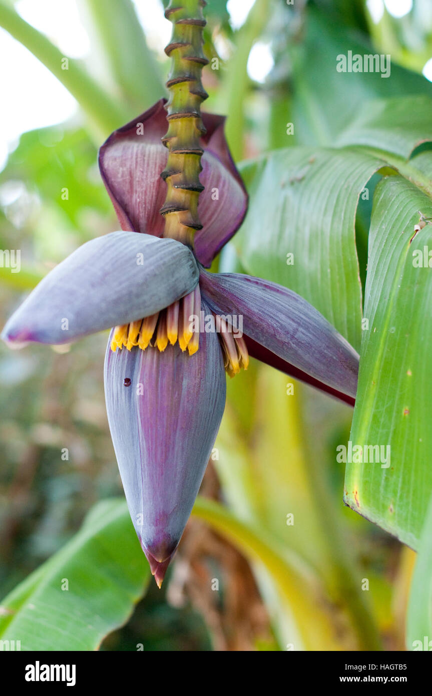 The bud of a banana tree close up view Stock Photo - Alamy