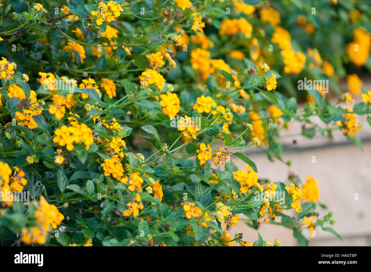 Beautiful lantana growing next to pools stone edge Stock Photo - Alamy