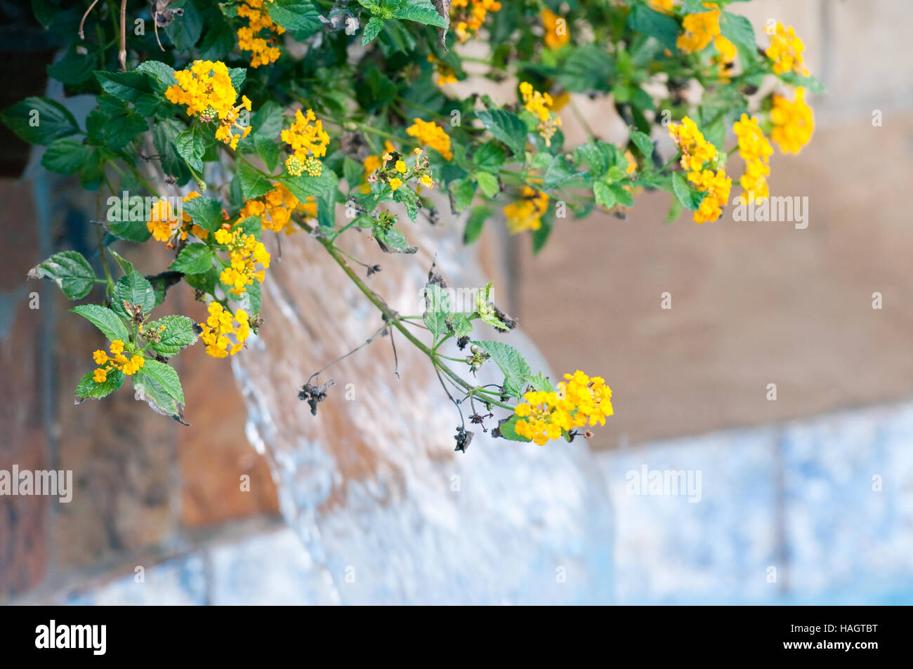 Lantana growing next to pool edge with waterfall in background Stock ...
