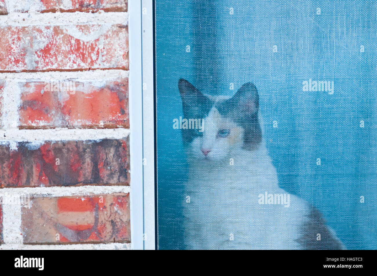 Indoor cat looking out screen window of a brick house Stock Photo - Alamy