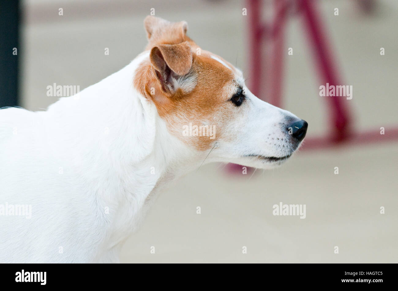Profile of jack russell terrier dog looking sideways Stock Photo - Alamy