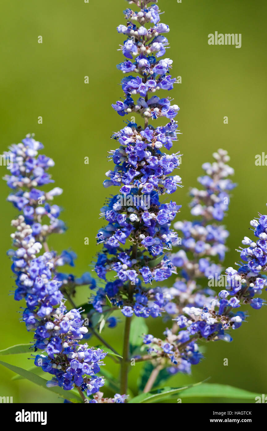 Vitex negundo hi-res stock photography and images - Alamy
