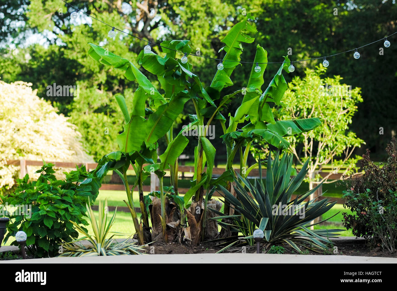 Beautiful landscape flower bed garden with banana trees Stock Photo - Alamy