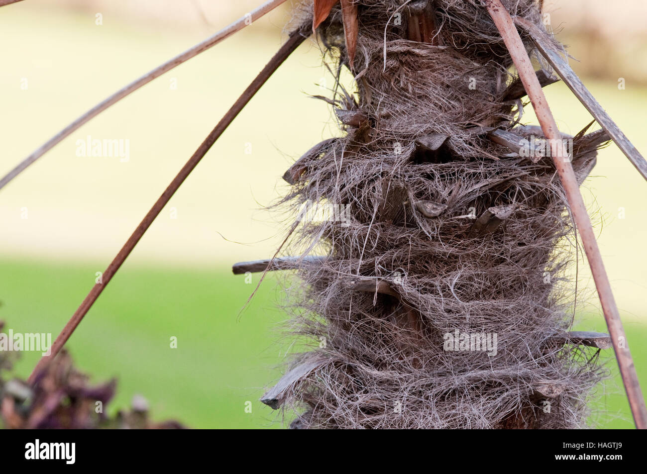 Dead palm tree leaves hi-res stock photography and images - Alamy