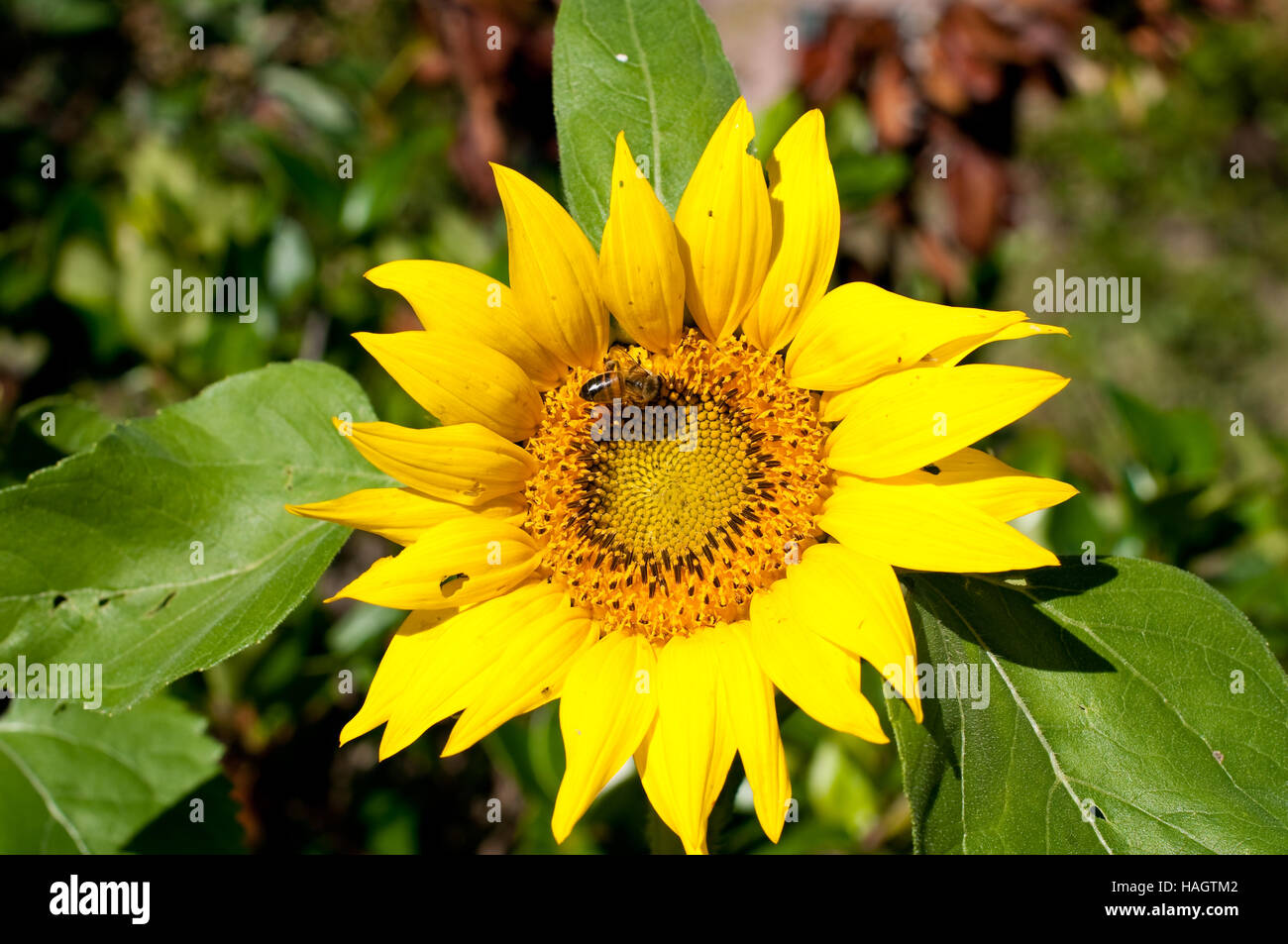 Beautiful sunflower with a honey bee Stock Photo - Alamy
