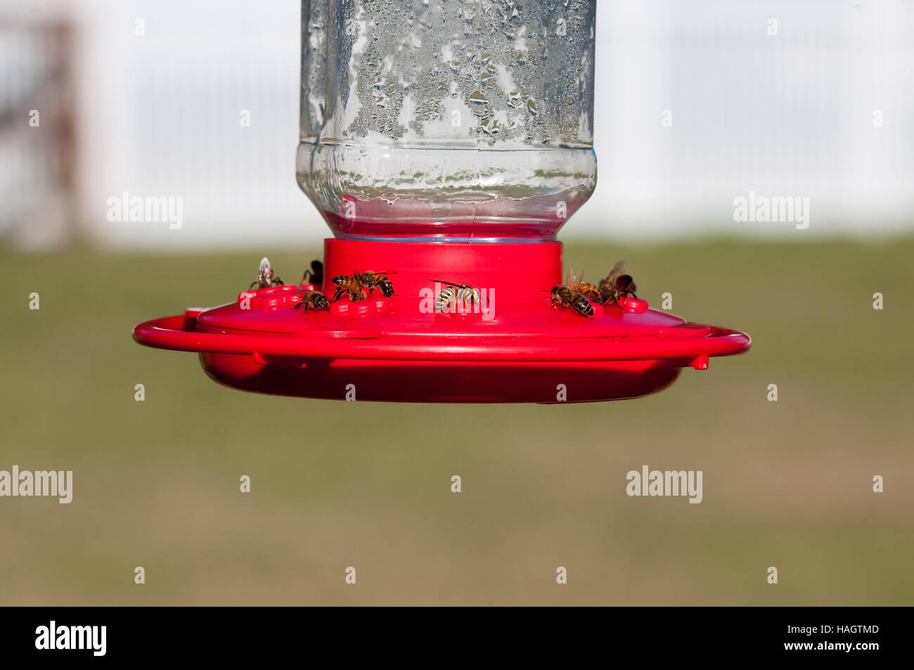 Bees swarming on outside hi-res stock photography and images - Alamy