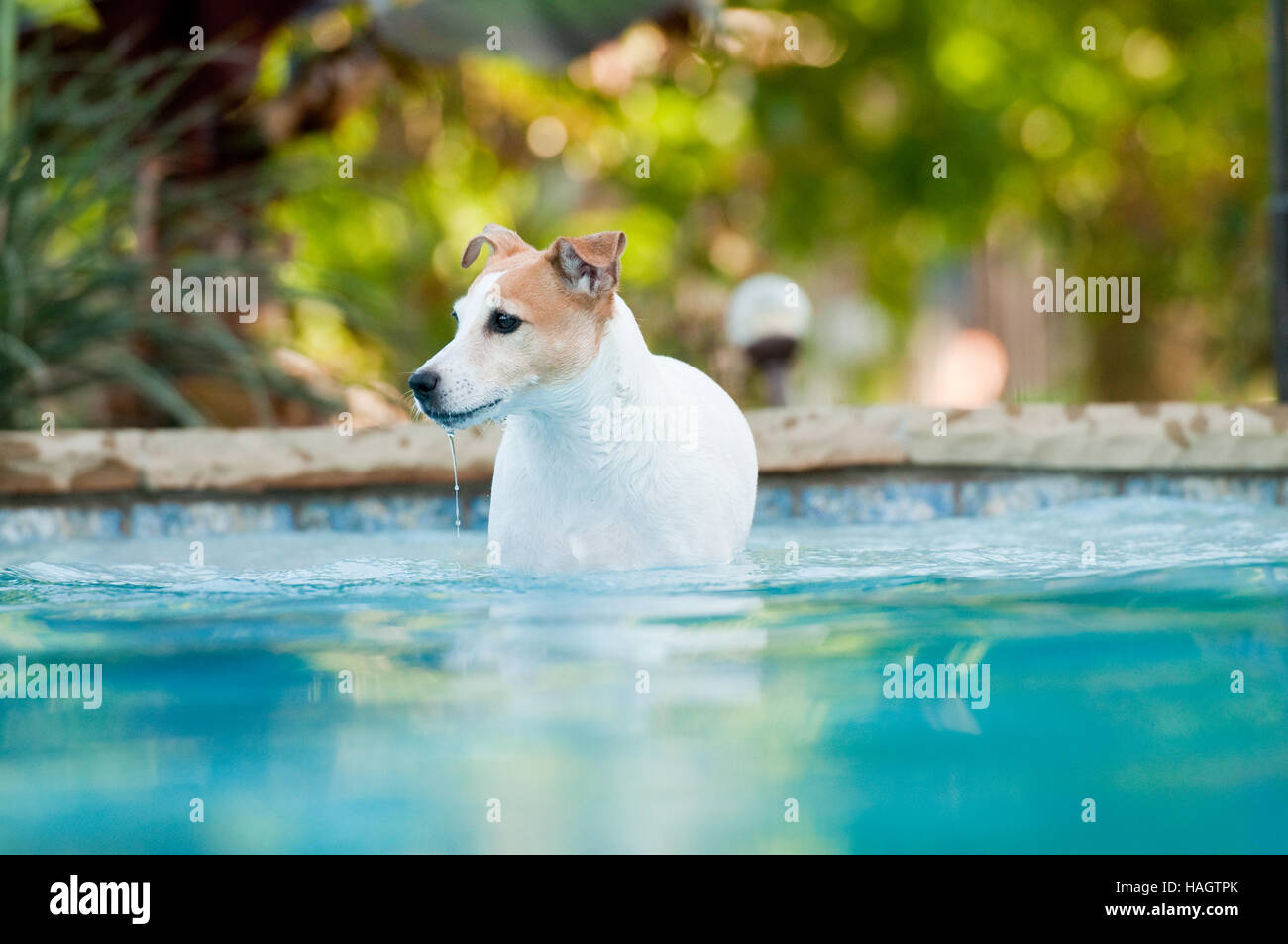 Adorable white terrier dog in a beautiful swimming pool with drool ...