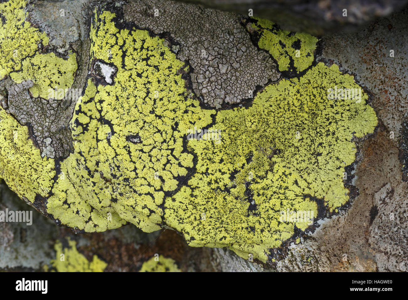 Map Lichen, Rhizocarpon geographicum, a pollution indicator, on stone ...