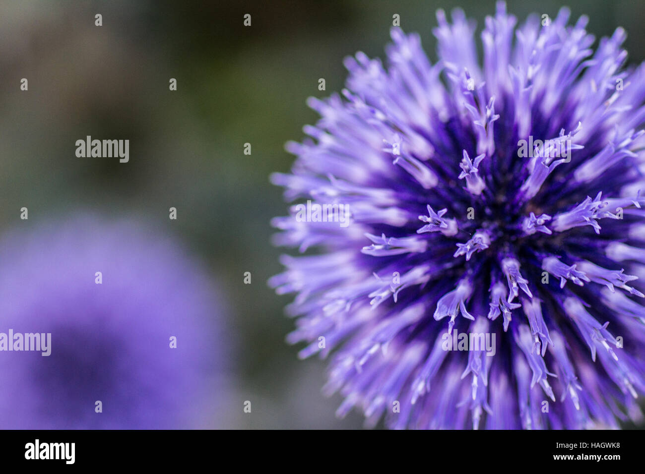 Echinops Flower High Resolution Stock Photography and Images - Alamy