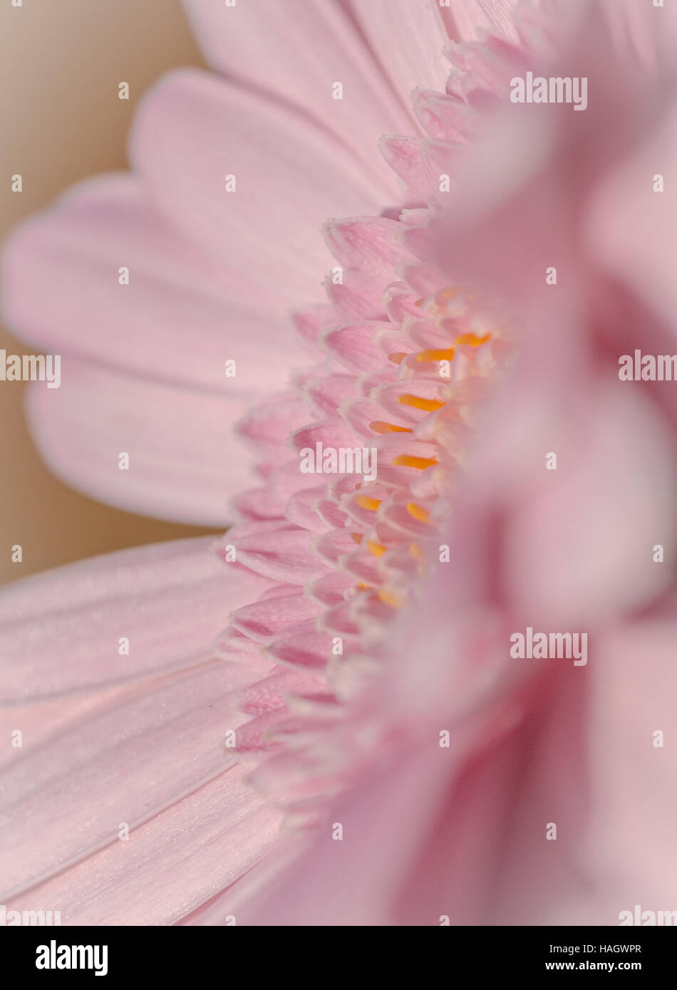 Petal edge hi-res stock photography and images - Alamy