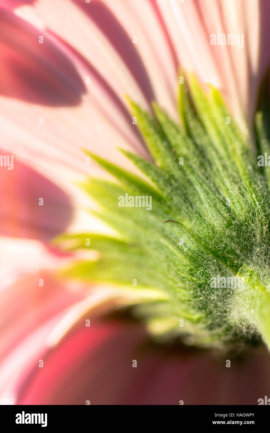 Daisy Stem Rear View Close up Stock Photo - Alamy