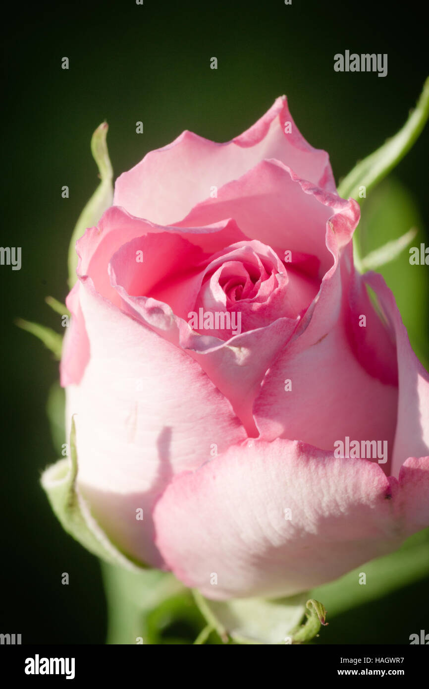 Soft pink rose flower close up Stock Photo - Alamy