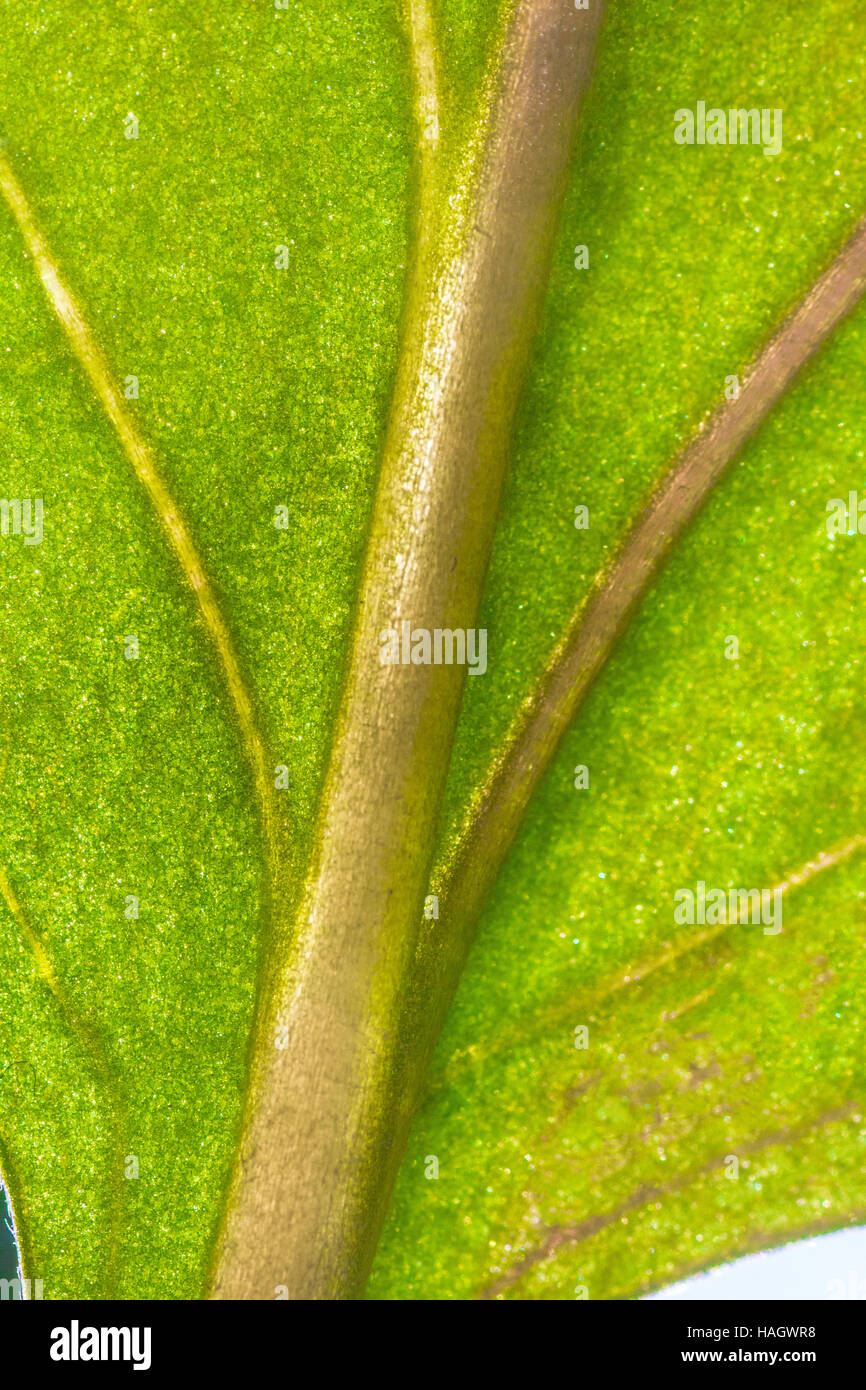 Close up of green leaf spine Stock Photo - Alamy