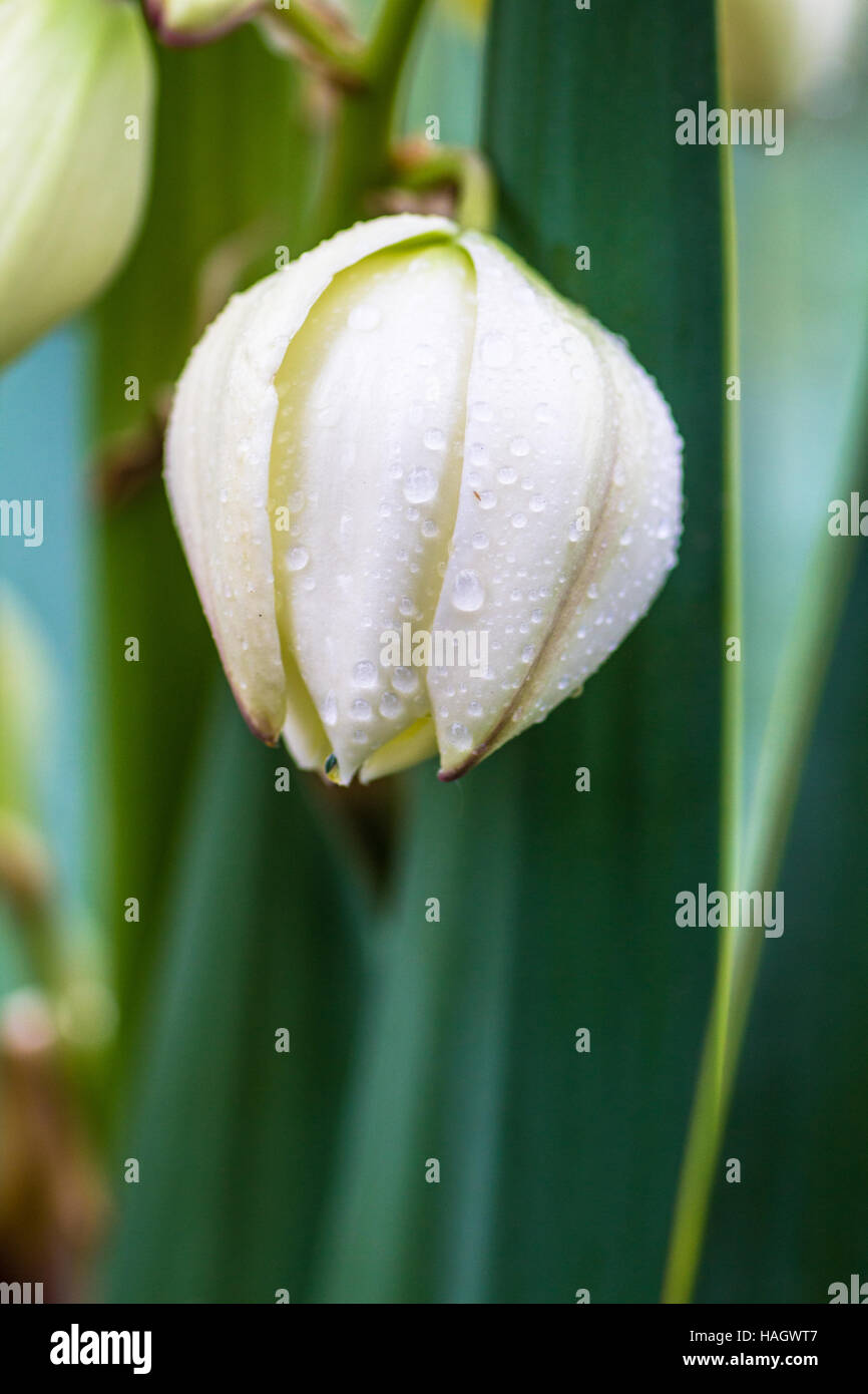 White yucca flower close up Stock Photo - Alamy