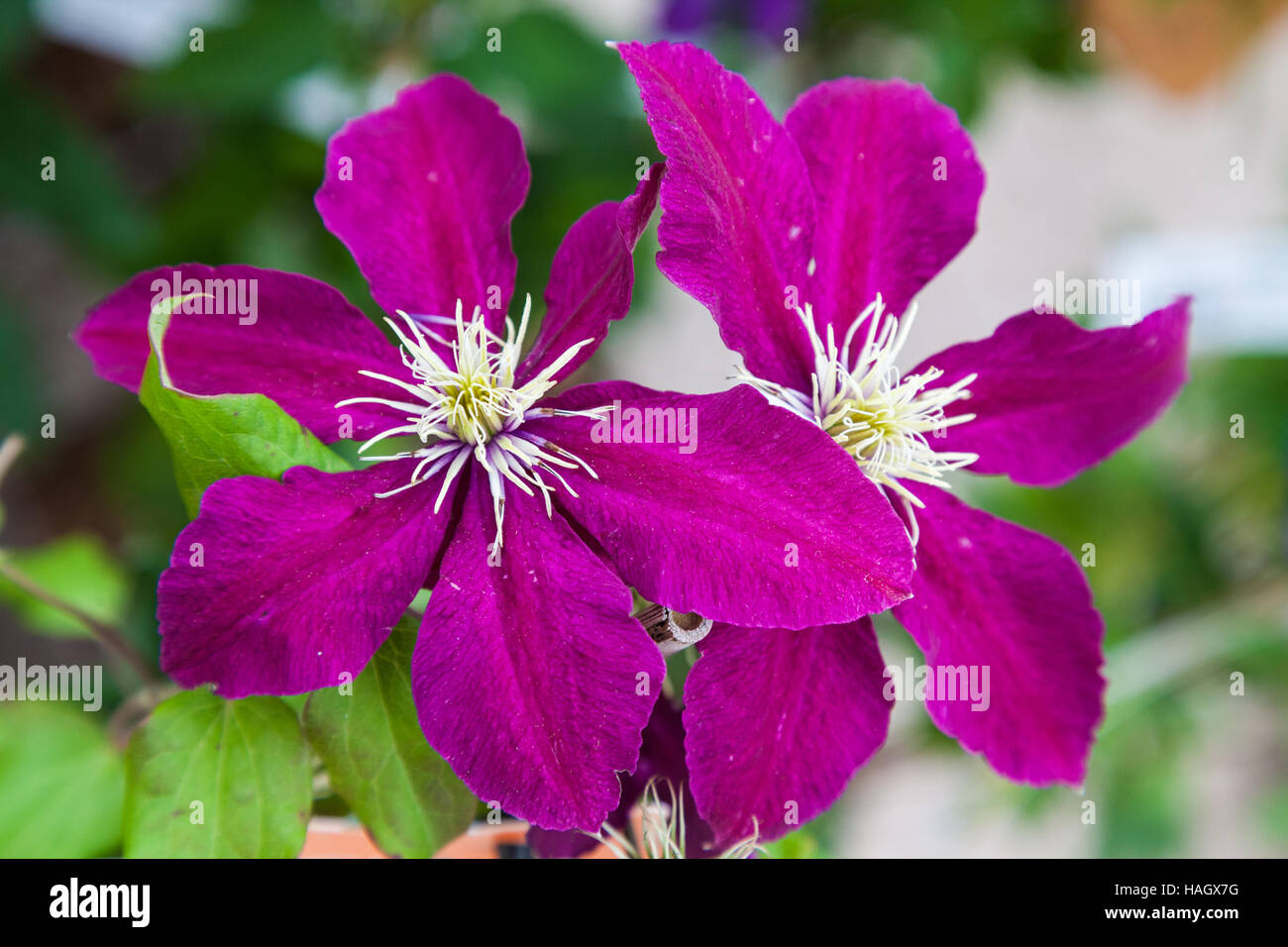 Clematis cream flower petals hi-res stock photography and images - Alamy