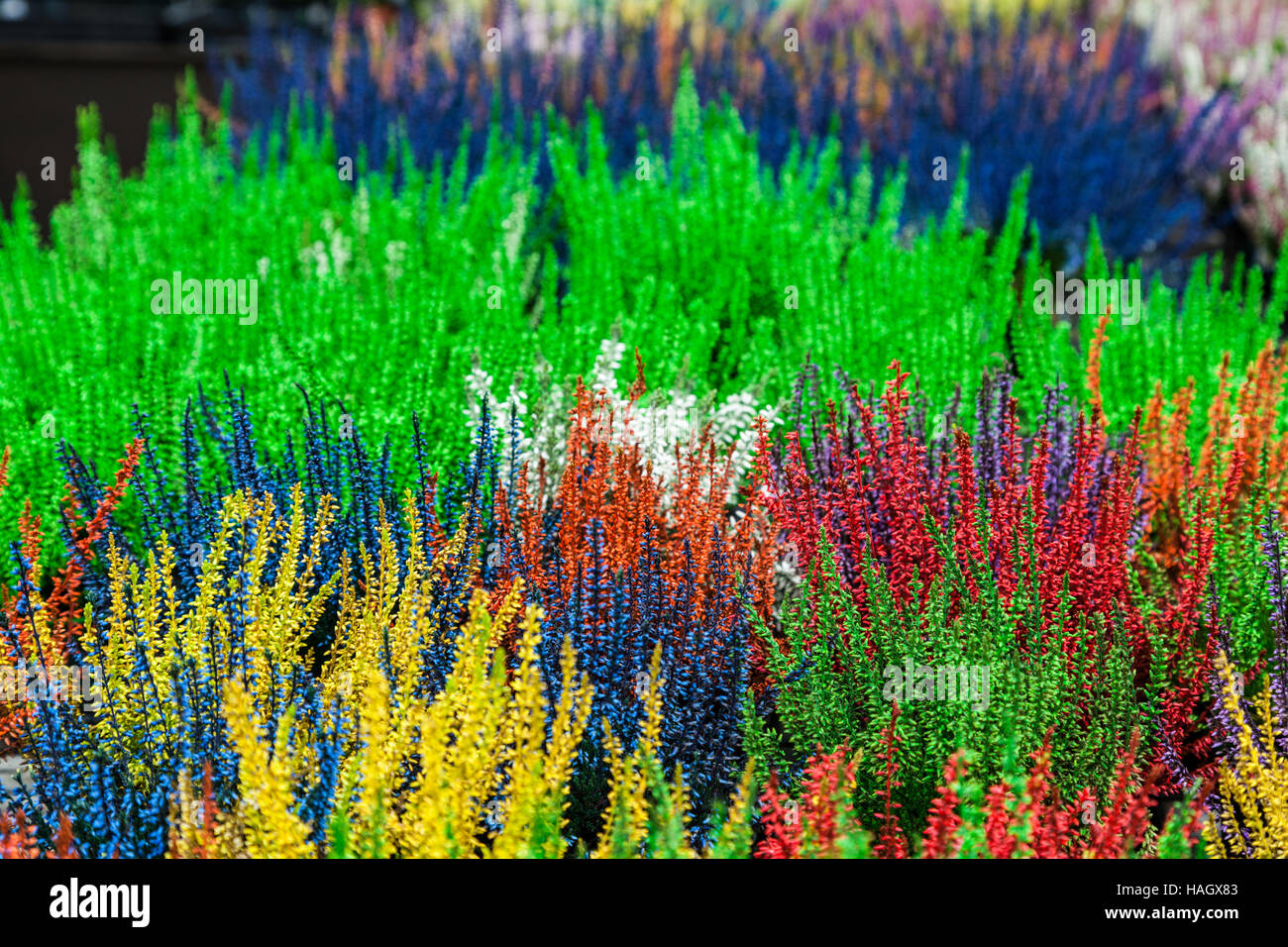 Multi-coloured heathers in a garden centre Stock Photo - Alamy