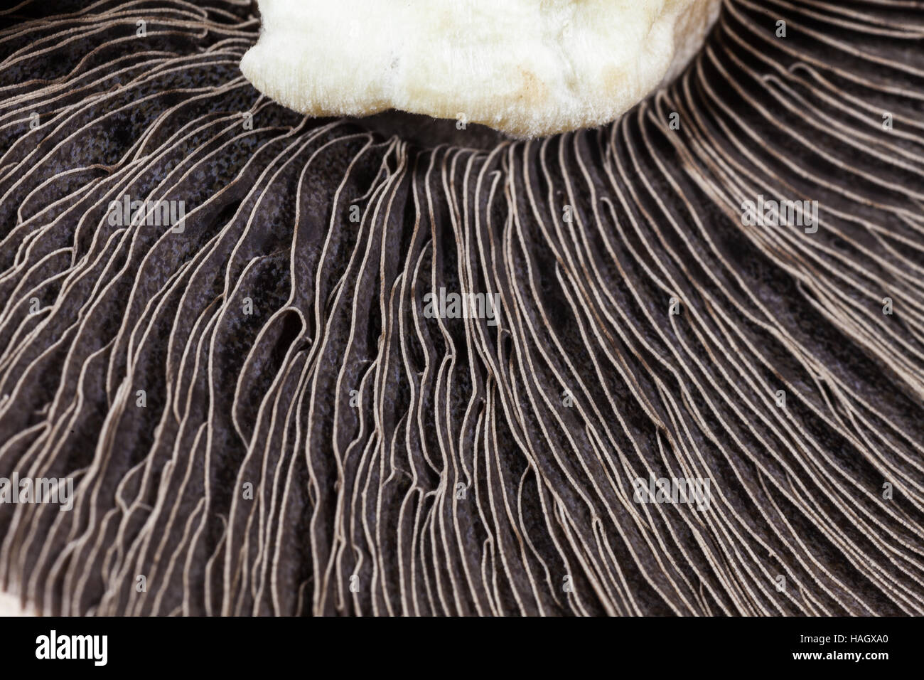Close up of the underside of a mushroom Stock Photo - Alamy